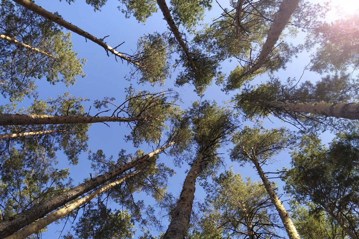 Find out about Mark Rouw's passion for finding and measuring large ...