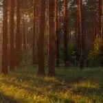 Iowa Arborist Events - Iowa Arborist Association - Arboriculture ...