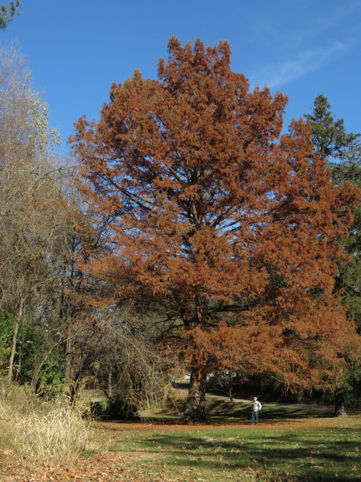 Mark Rouw Iowa BIG Tree: Report Jul-Dec 2023 - Iowa Arborist Association